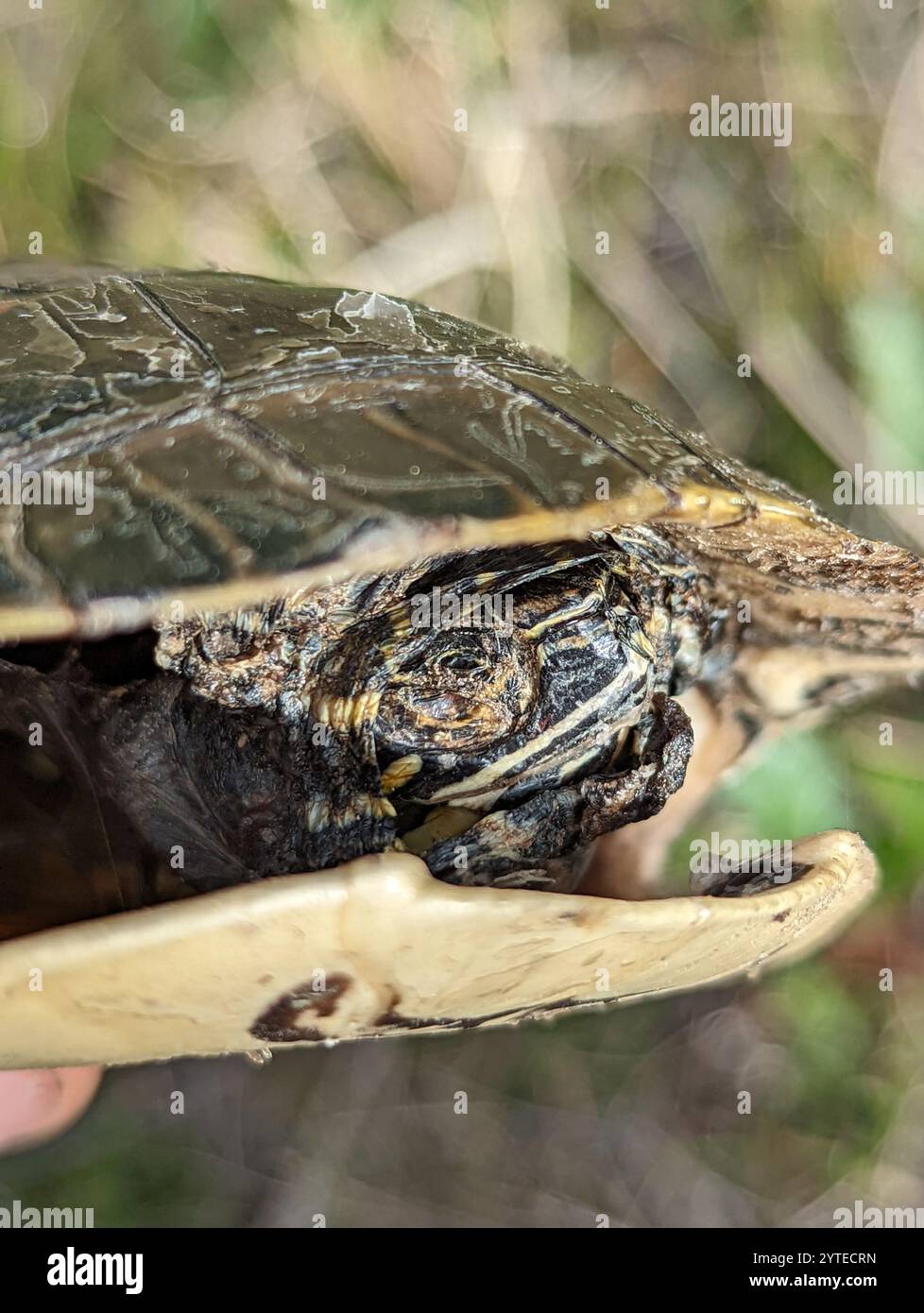 Western Painted Turtle (Chrysemys picta bellii Stock Photo - Alamy