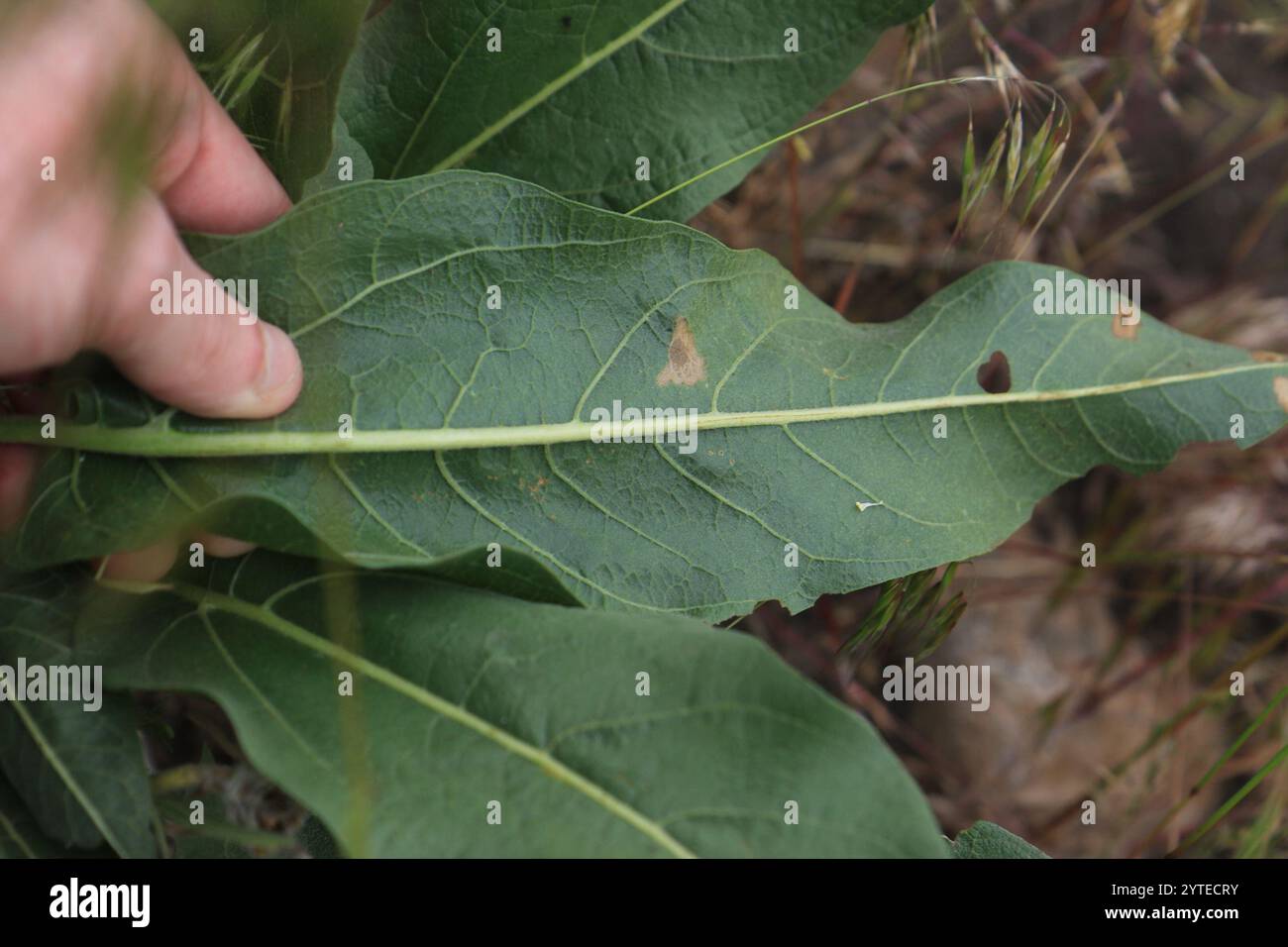 northern mule's ears (Wyethia amplexicaulis Stock Photo - Alamy