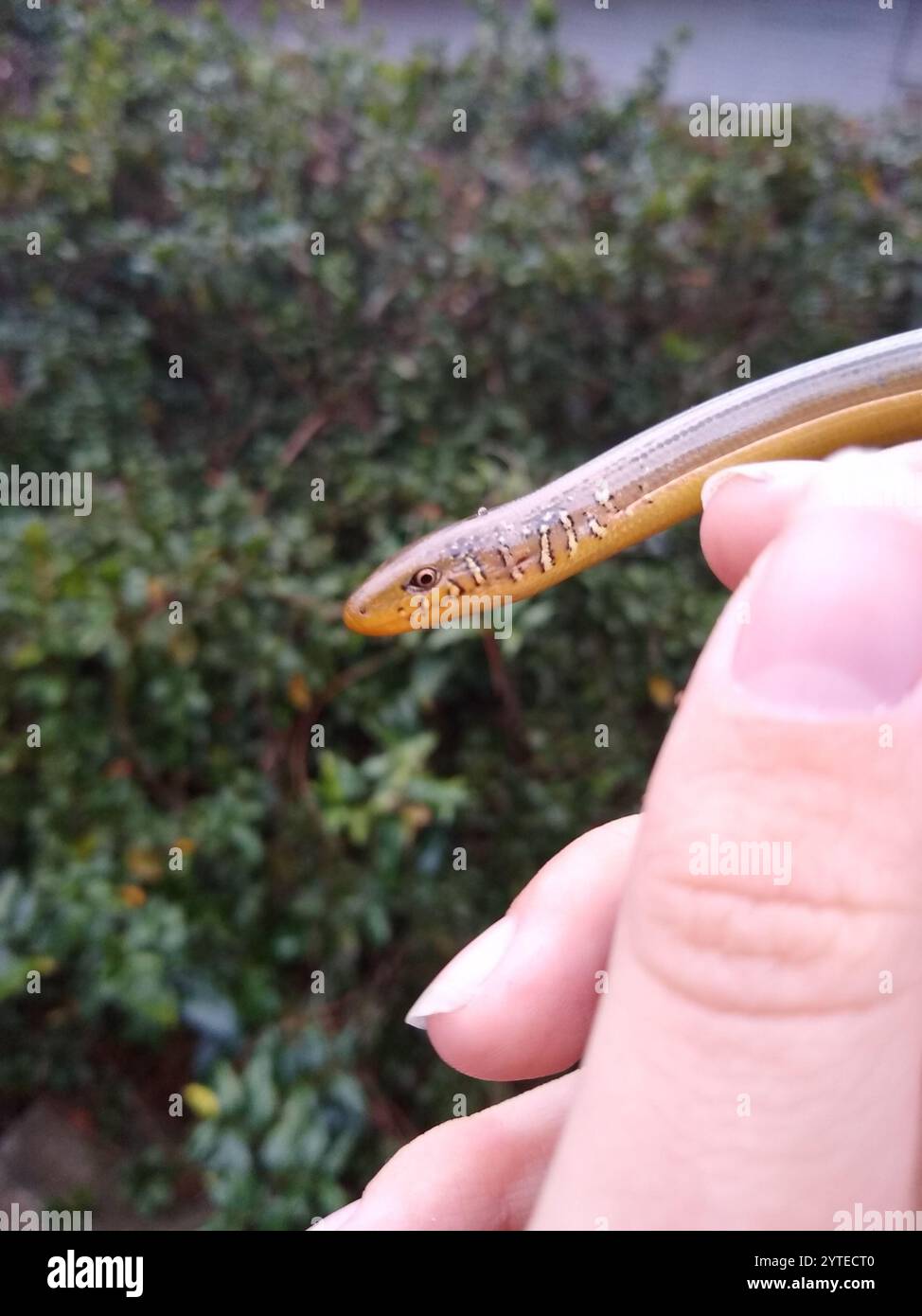 Eastern Glass Lizard (Ophisaurus ventralis Stock Photo - Alamy