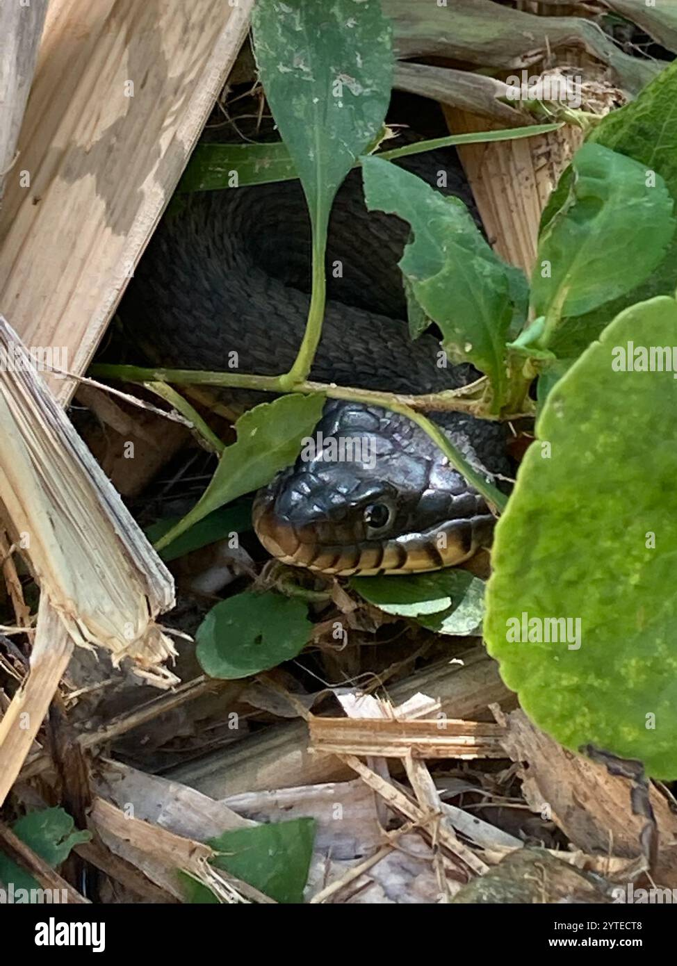 Plain-bellied Watersnake (Nerodia erythrogaster Stock Photo - Alamy