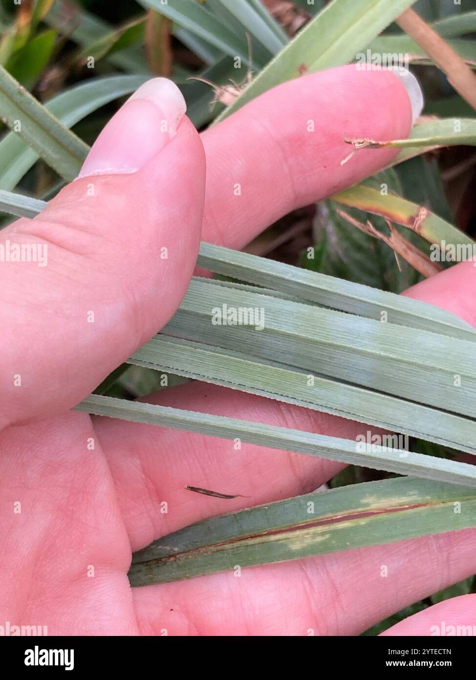 Swamp Flatsedge (Cyperus ligularis Stock Photo - Alamy