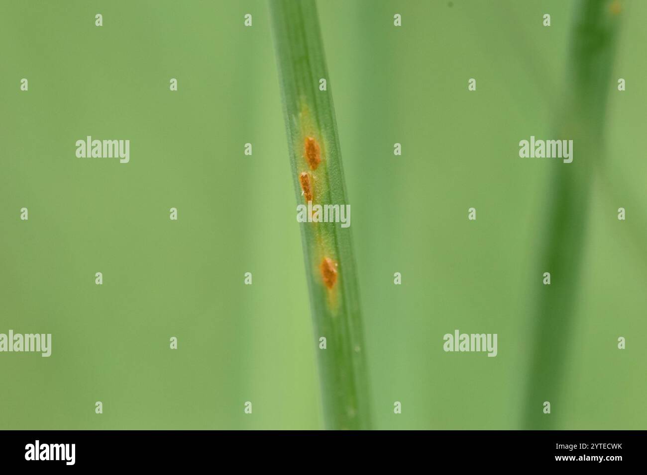Allium Rust (Puccinia allii Stock Photo - Alamy