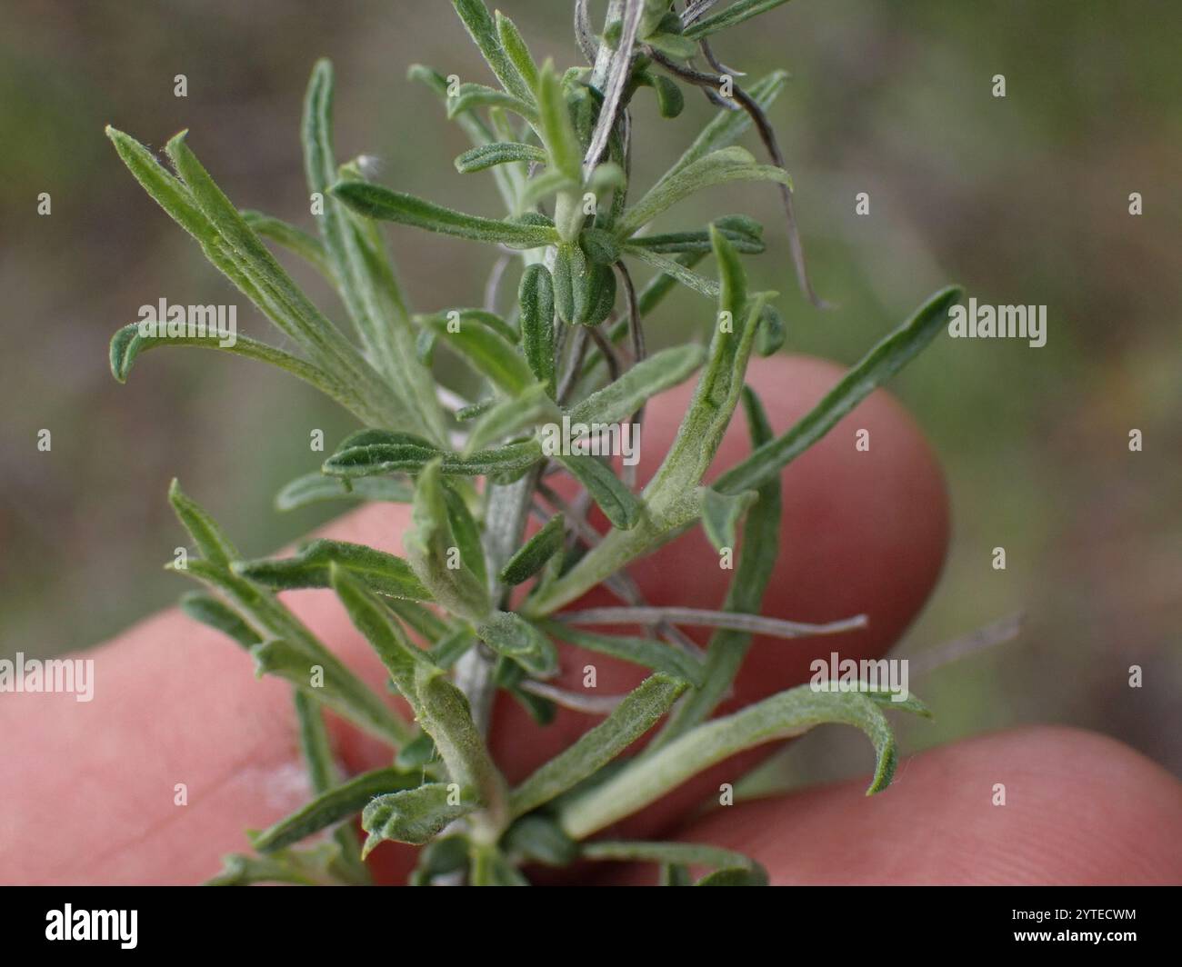Rubber Rabbitbrush (Ericameria nauseosa Stock Photo - Alamy