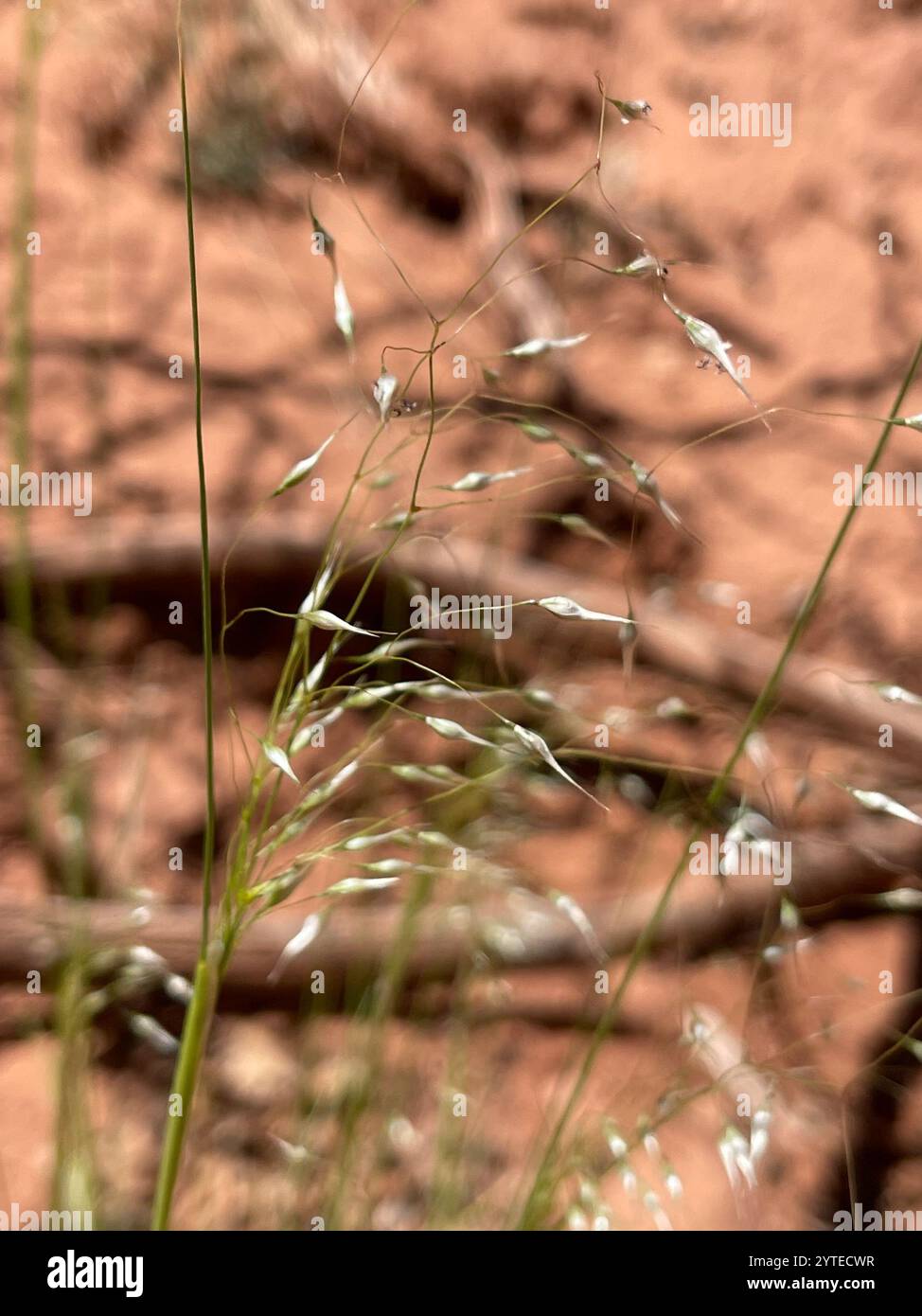 Sand Ricegrass (Eriocoma hymenoides Stock Photo - Alamy