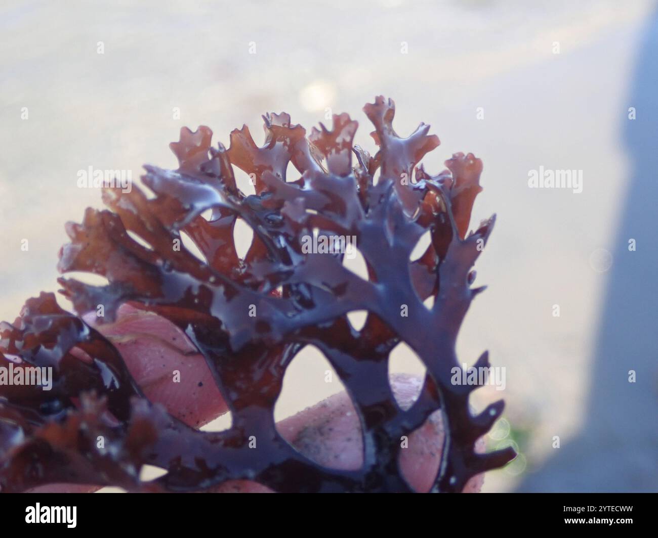 Irish Moss (Chondrus crispus Stock Photo - Alamy