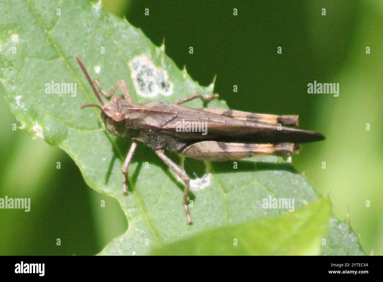 Green-striped Grasshopper (Chortophaga viridifasciata Stock Photo - Alamy