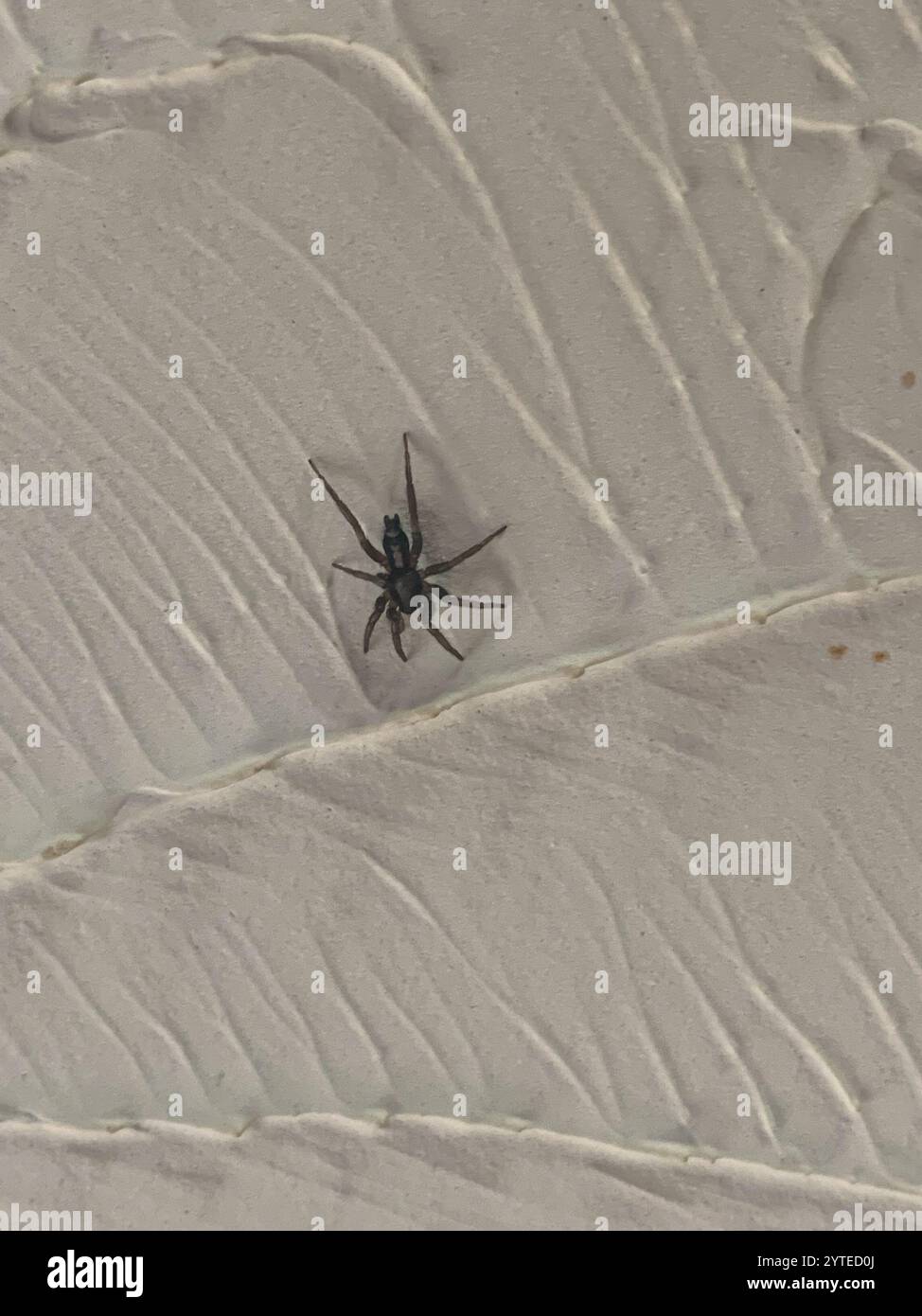 Eastern Parson Spider (Herpyllus ecclesiasticus Stock Photo - Alamy