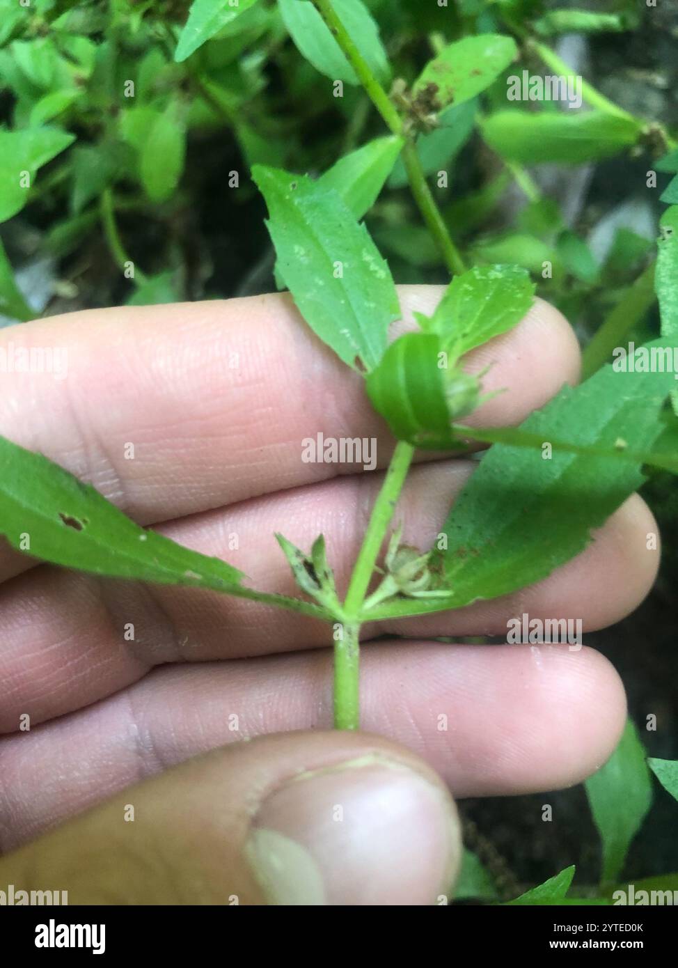 Virginia hedge-hyssop (Gratiola virginiana Stock Photo - Alamy