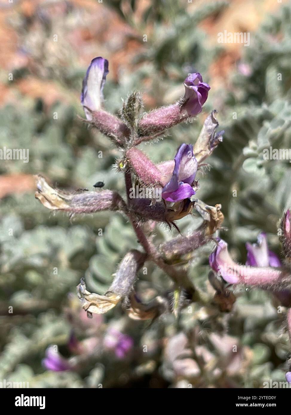 Woolly Locoweed (Astragalus mollissimus Stock Photo - Alamy