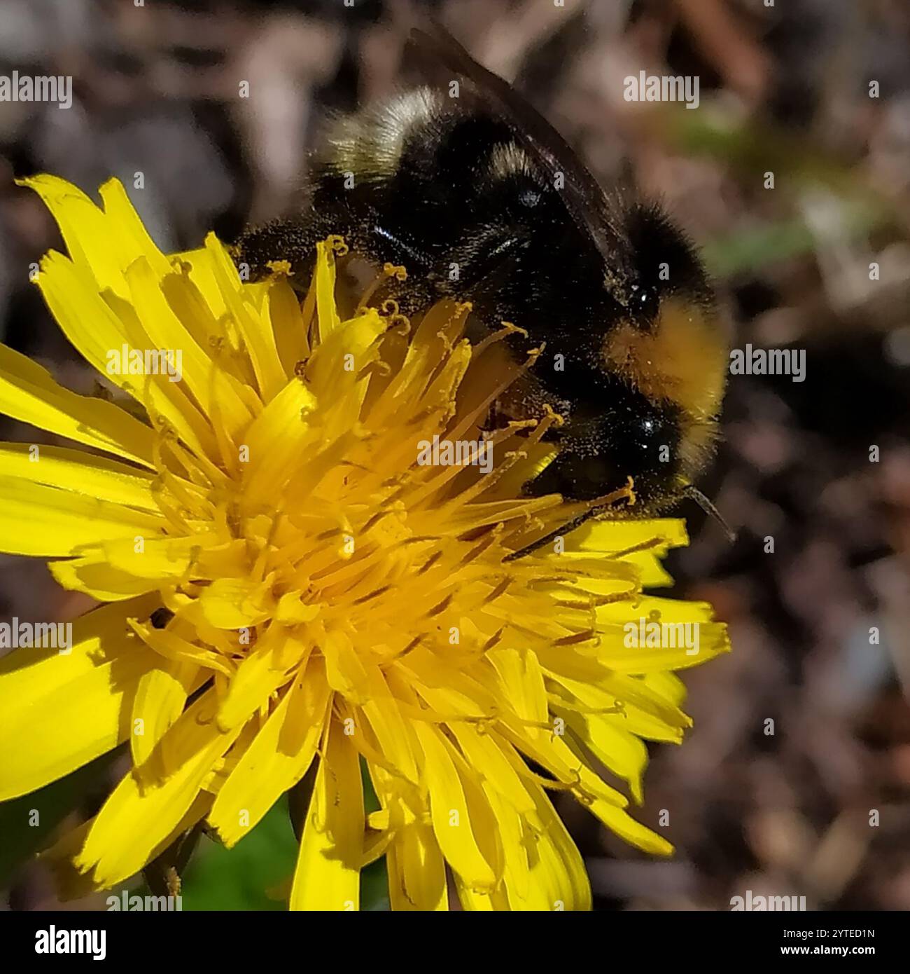 Cuckoo Bumble Bees (Psithyrus Stock Photo - Alamy