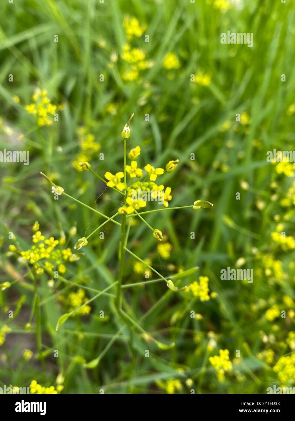 Wood whitlow grass hi-res stock photography and images - Alamy