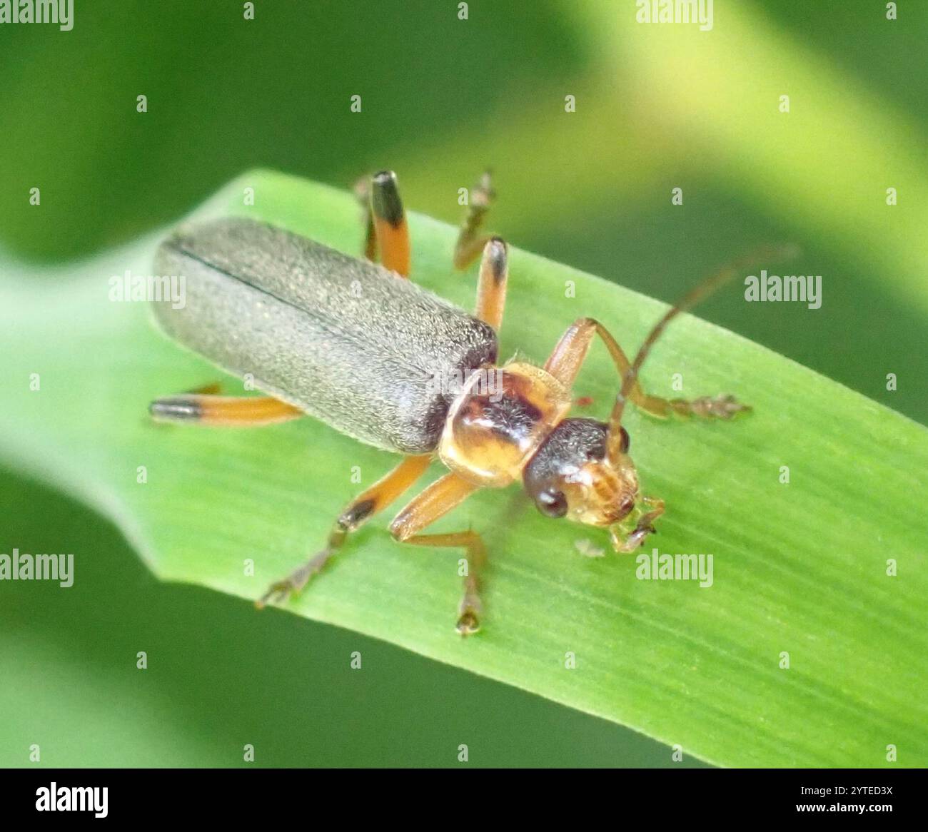 Grey Sailor Beetle (Cantharis nigricans Stock Photo - Alamy