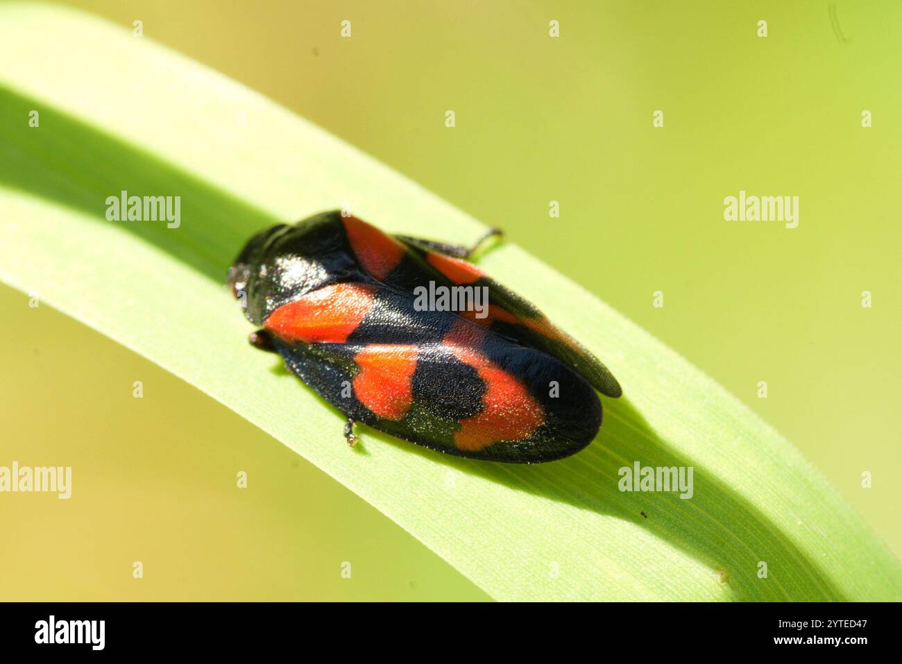 Common Froghopper (Cercopis vulnerata Stock Photo - Alamy