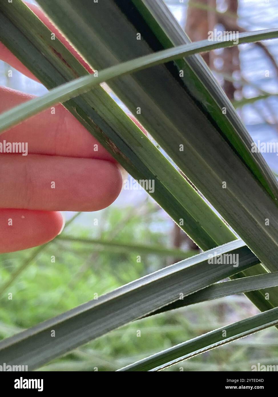 Jamaica swamp sawgrass (Cladium mariscus jamaicense Stock Photo - Alamy