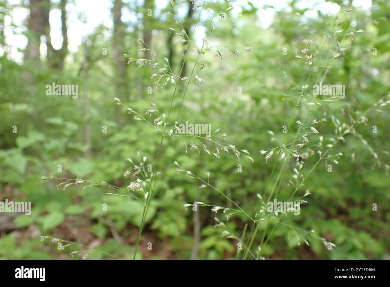 Shiny Wedgegrass (Sphenopholis nitida Stock Photo - Alamy