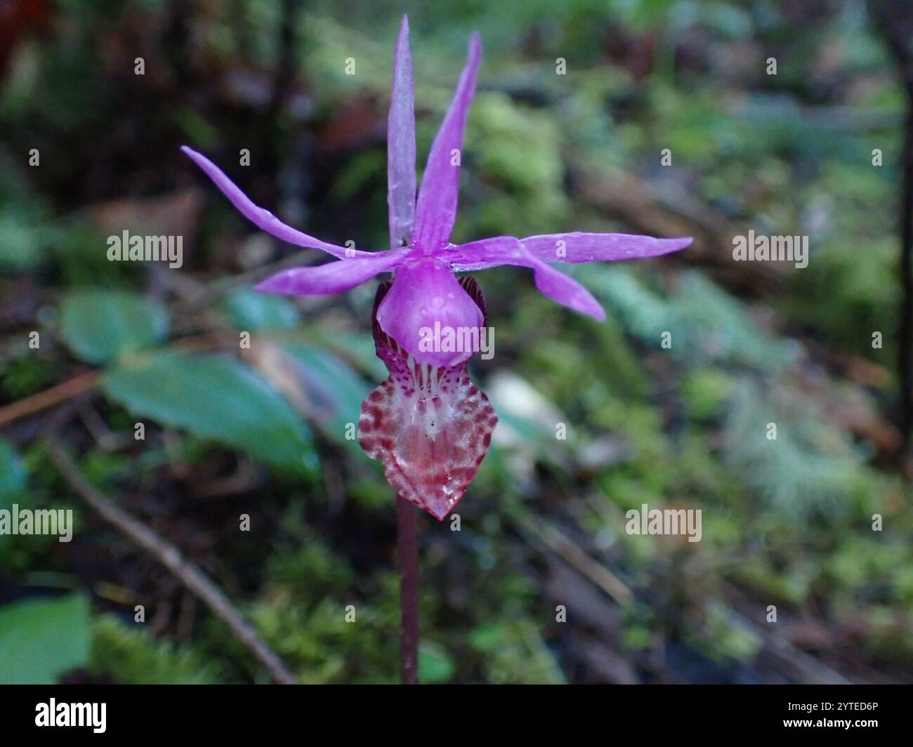 Western Fairy-slipper (Calypso bulbosa occidentalis Stock Photo - Alamy
