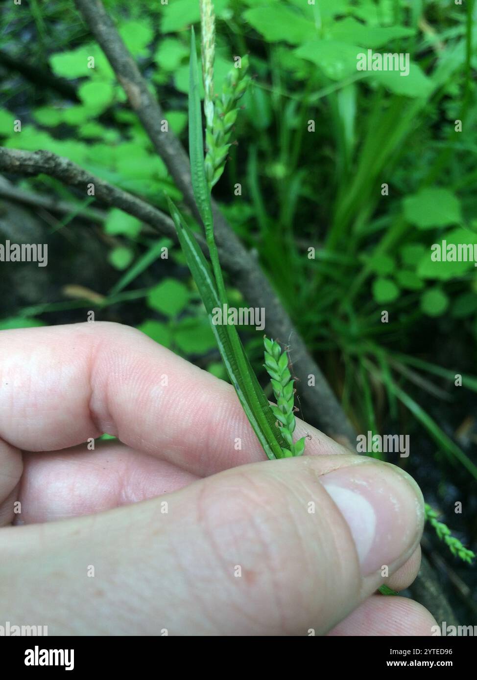 Carex sect. Paniceae (Paniceae Stock Photo - Alamy