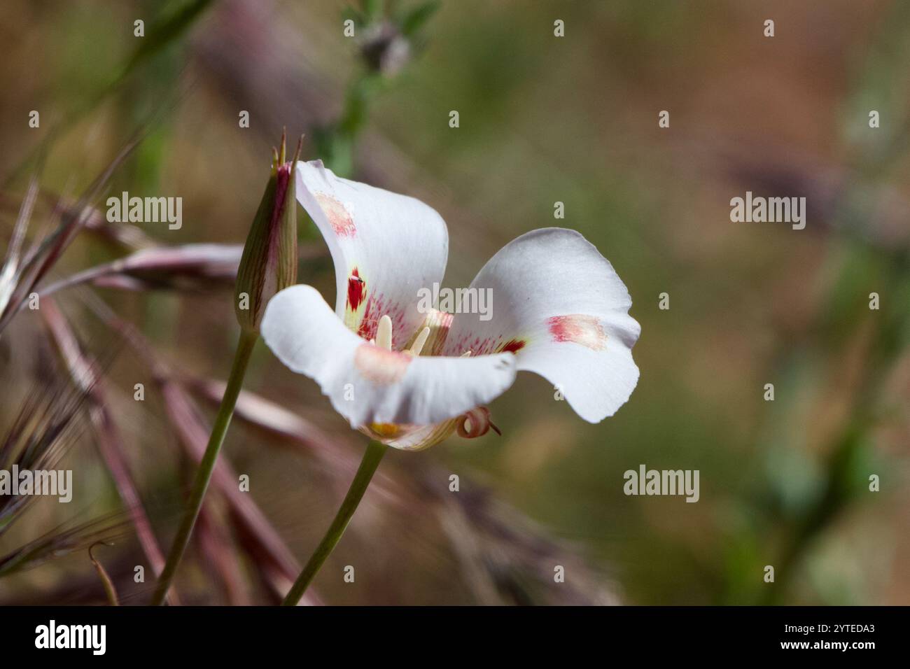 Butterfly Mariposa Lily (Calochortus venustus Stock Photo - Alamy