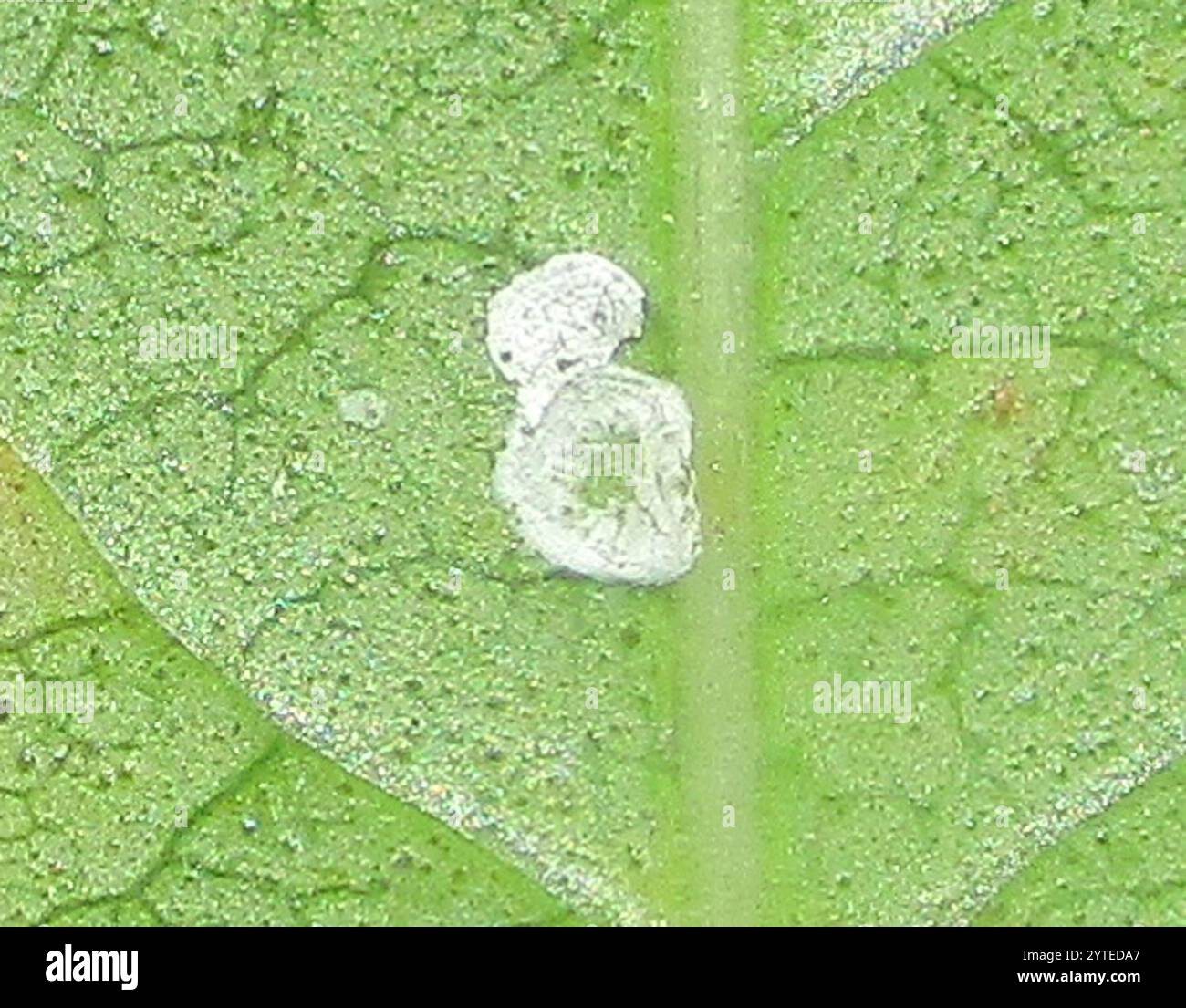 tamboti (Spirostachys africana Stock Photo - Alamy