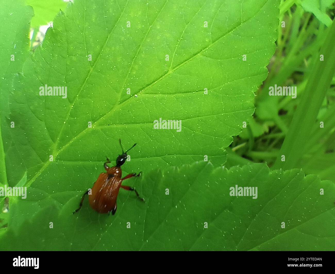 Hazel leaf-roller weevil (Apoderus coryli Stock Photo - Alamy