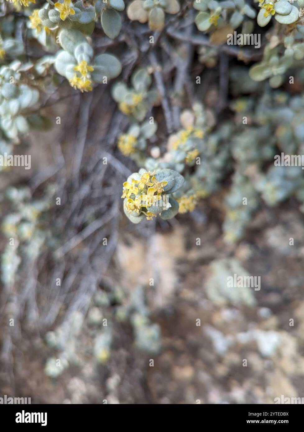 Roundleaf buffaloberry (Shepherdia rotundifolia Stock Photo - Alamy