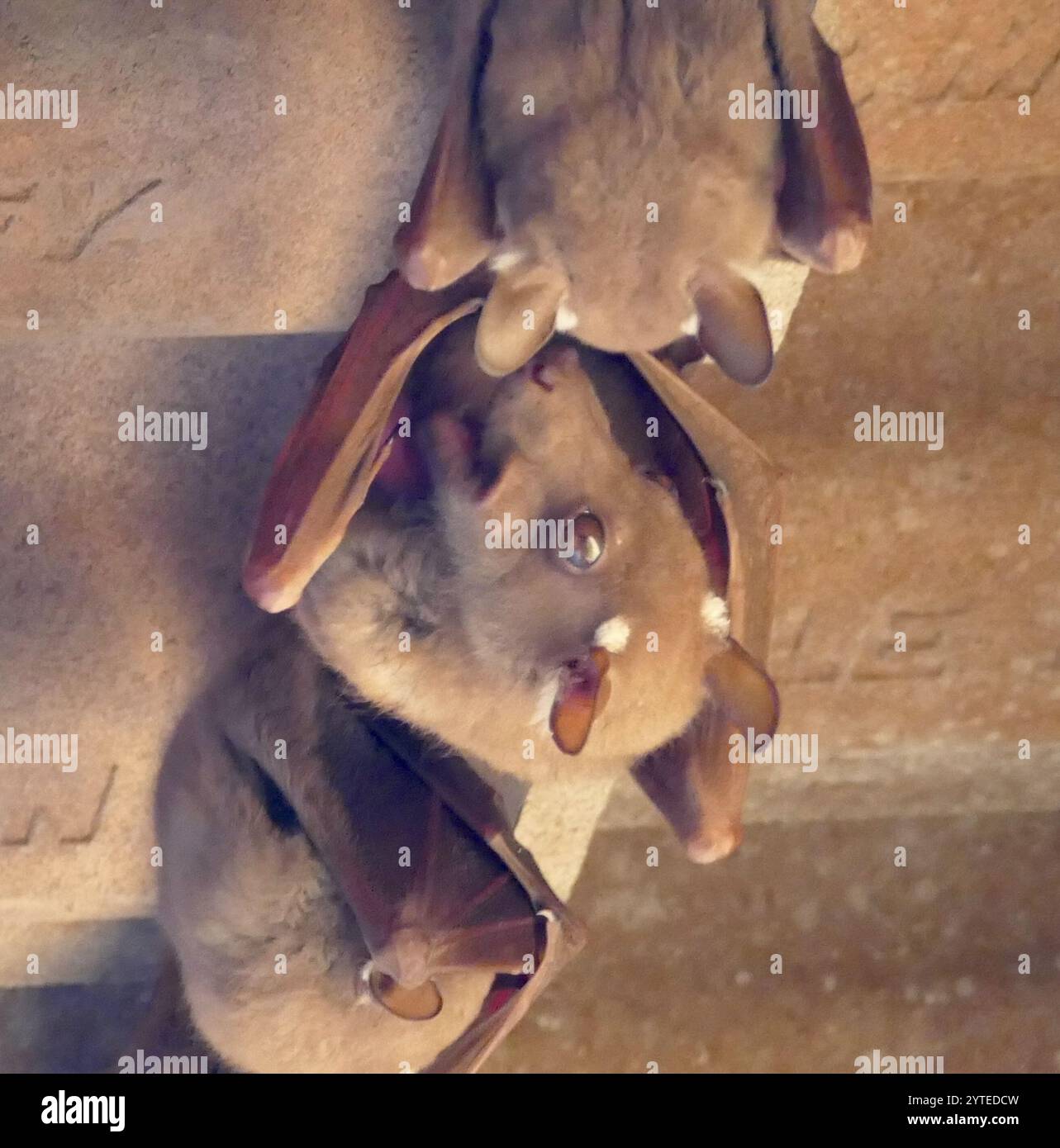Wahlberg's Epauletted Fruit Bat (Epomophorus wahlbergi Stock Photo - Alamy