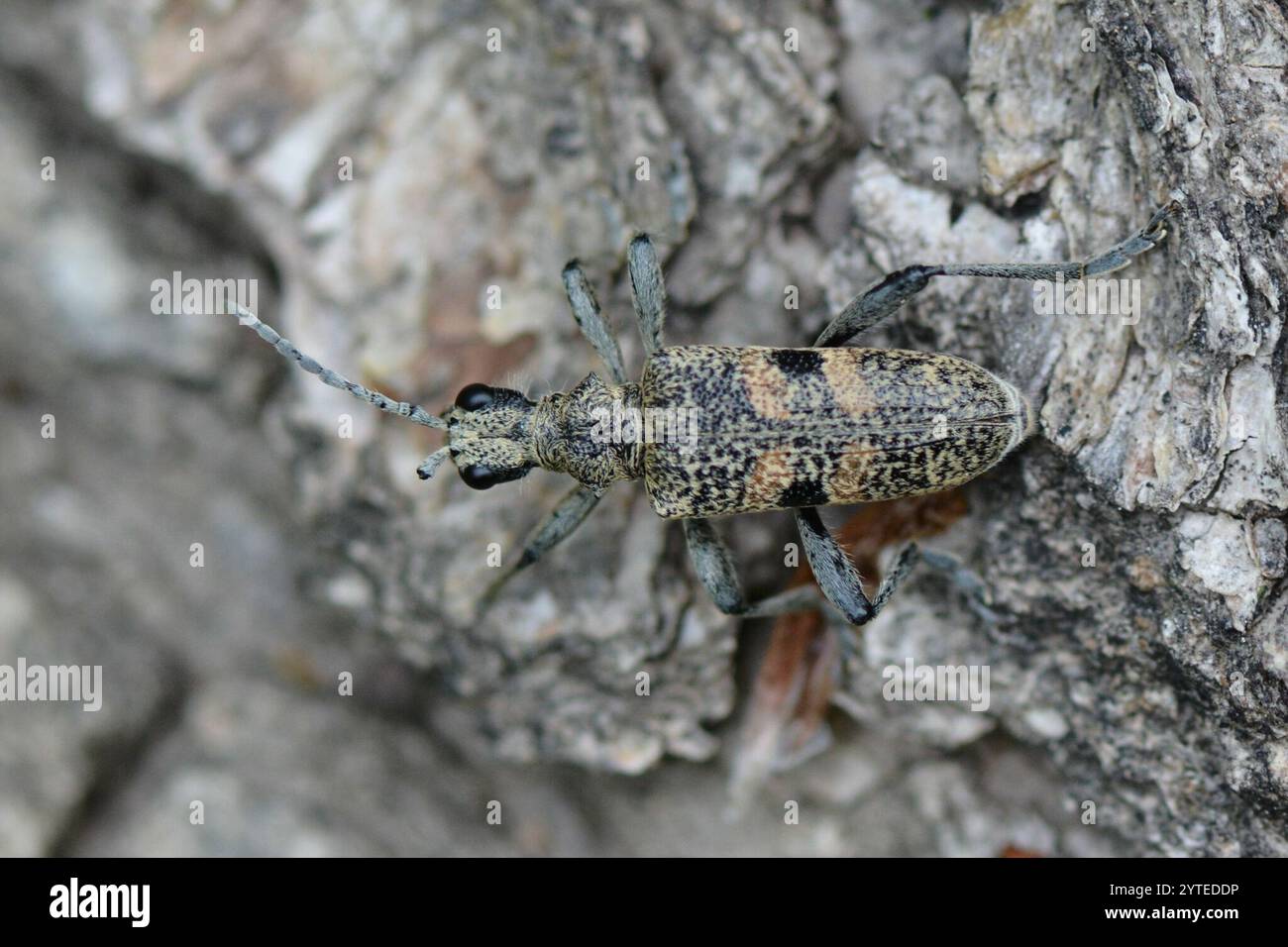 Blackspotted Longhorn Beetle (Rhagium mordax Stock Photo - Alamy