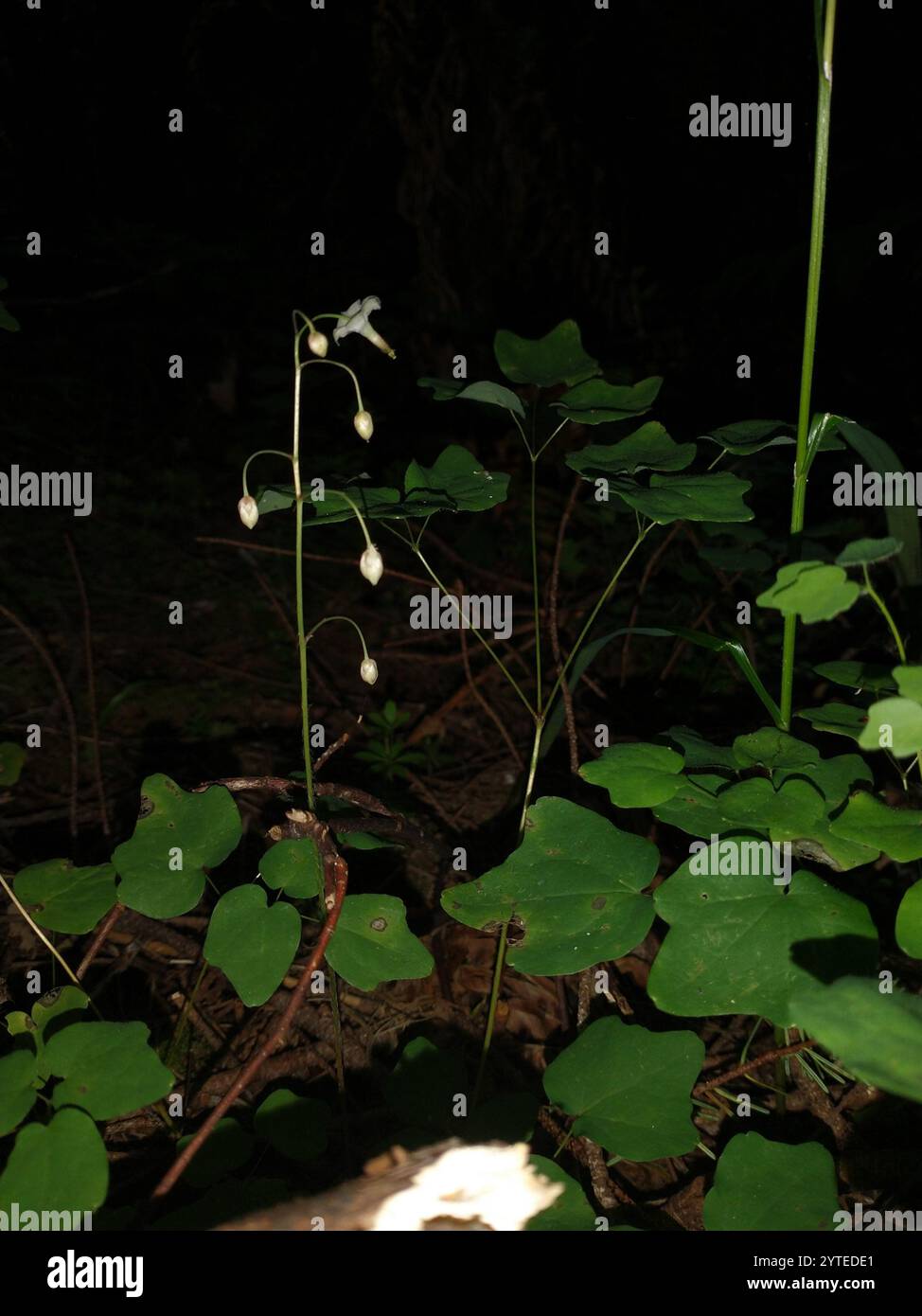 White Inside-out Flower (Vancouveria hexandra Stock Photo - Alamy