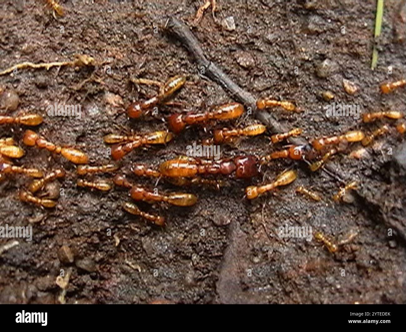 Driver Ants and Allies (Dorylus Stock Photo - Alamy