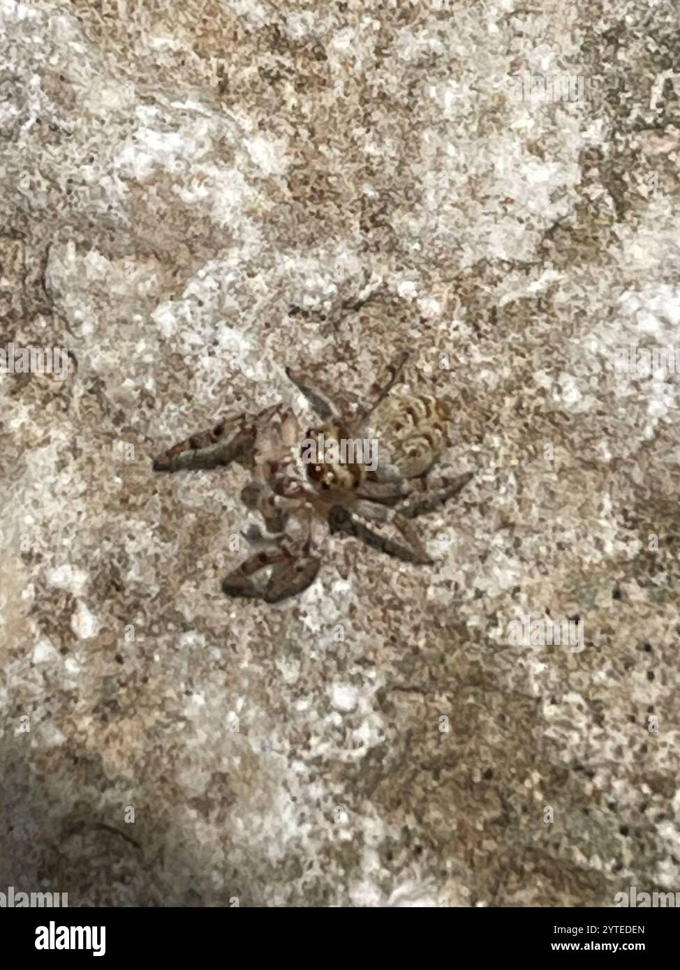 Bronze Jumping Spider (Eris militaris Stock Photo - Alamy