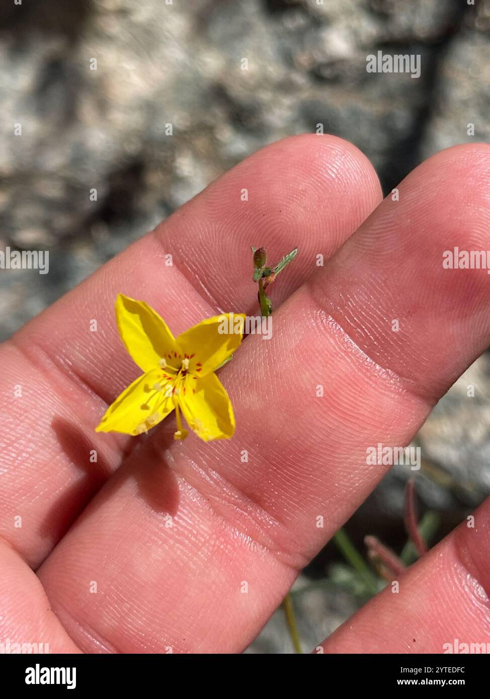 California primrose (Eulobus californicus Stock Photo - Alamy