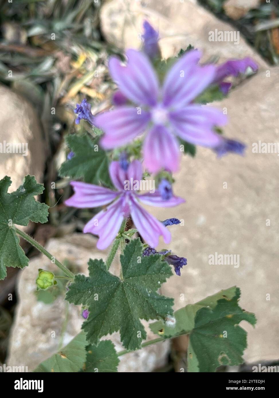 Common Mallow (Malva sylvestris Stock Photo - Alamy