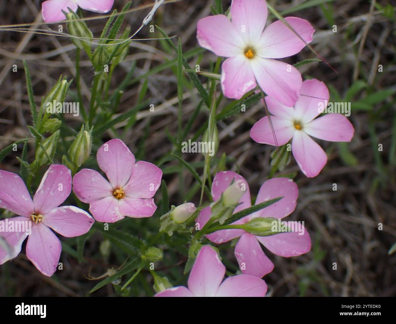Longleaf Phlox (Phlox longifolia Stock Photo - Alamy
