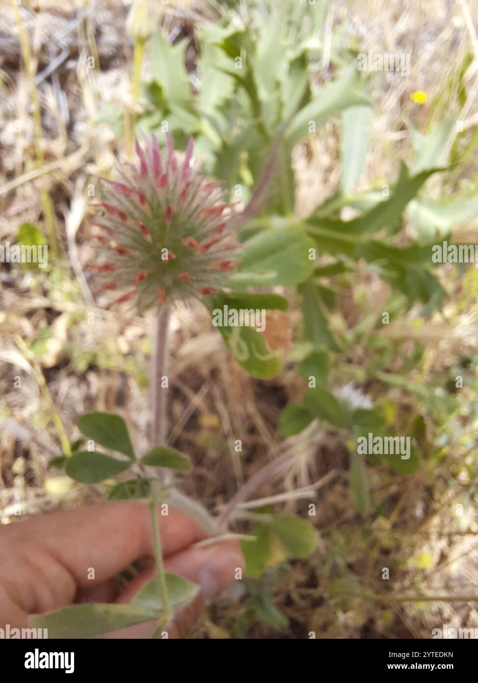 Rose Clover (Trifolium hirtum Stock Photo - Alamy