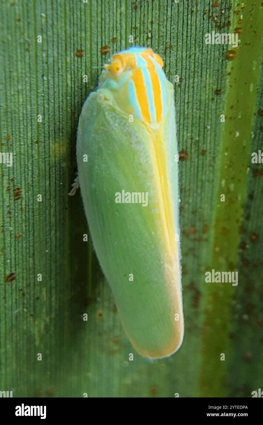 Ormenaria rufifascia hi-res stock photography and images - Alamy