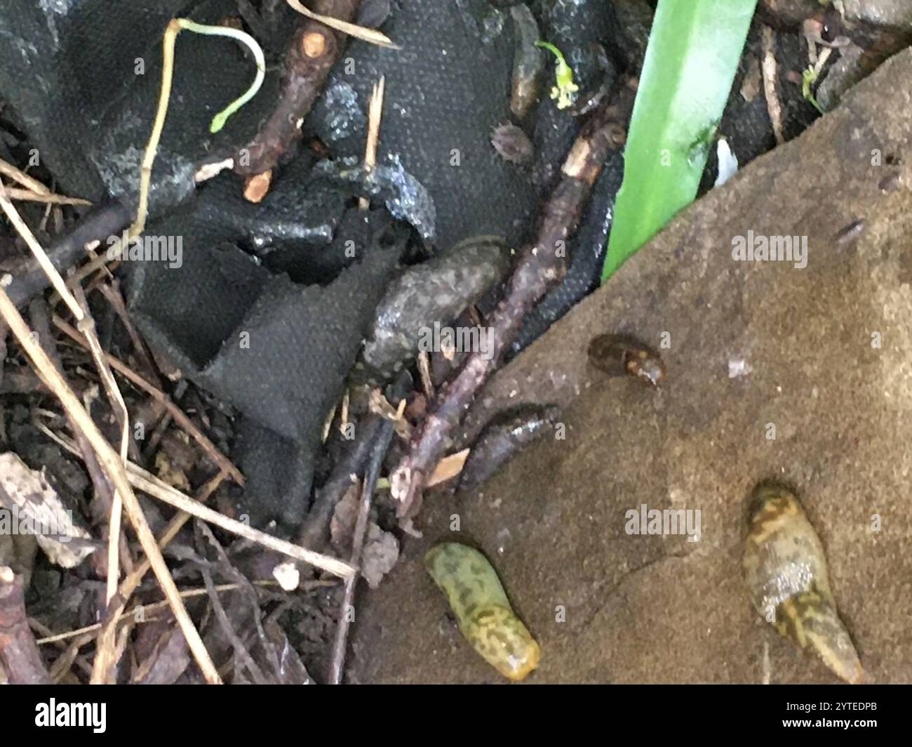 Cellar Slugs (Limacus Stock Photo - Alamy