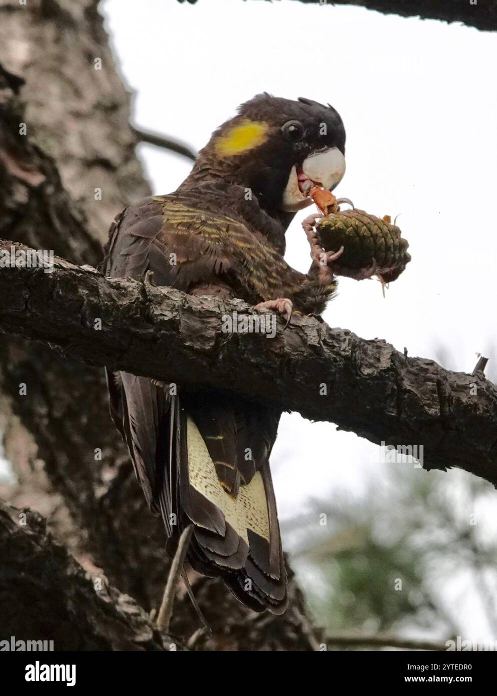 Yellow-tailed Black Cockatoo (Zanda funerea Stock Photo - Alamy