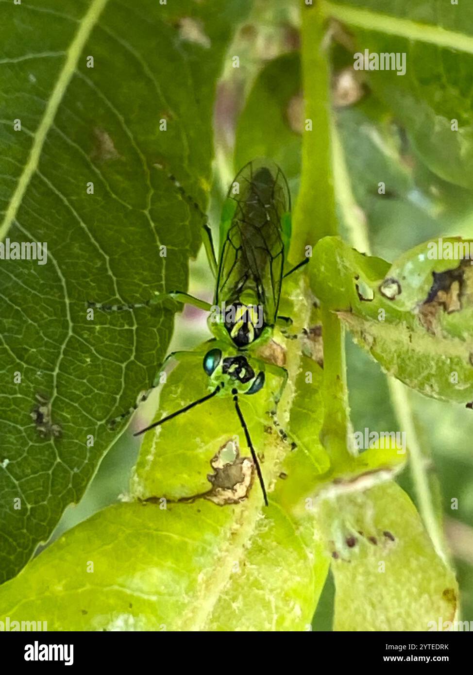 Dark Rhogogaster (Rhogogaster viridis Stock Photo - Alamy