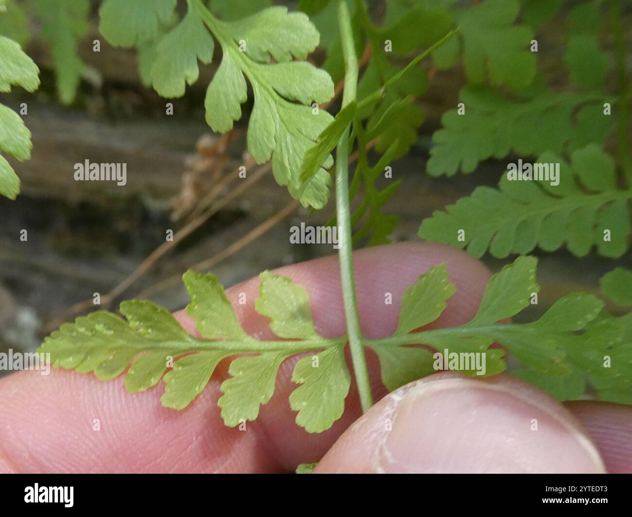 fragile ferns (Cystopteris Stock Photo - Alamy
