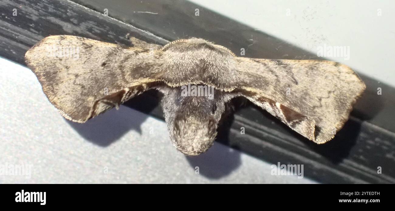 Silkworm Moths (Bombycidae Stock Photo - Alamy