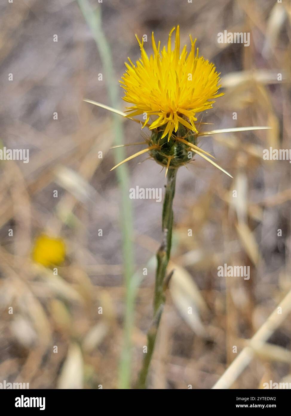 Yellow Star-Thistle (Centaurea solstitialis Stock Photo - Alamy