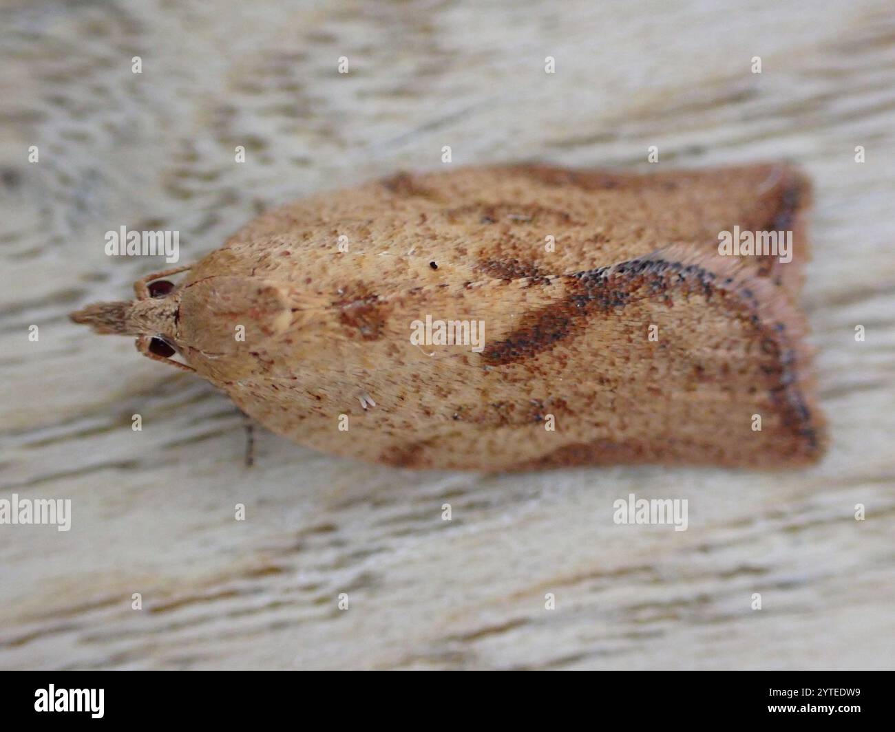 Light brown apple moth hi-res stock photography and images - Alamy