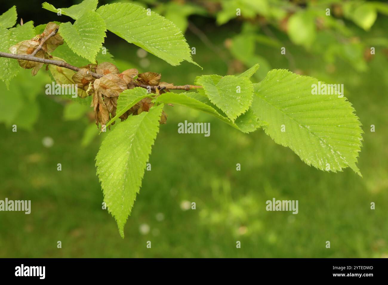 Wych Elm (Ulmus glabra Stock Photo - Alamy