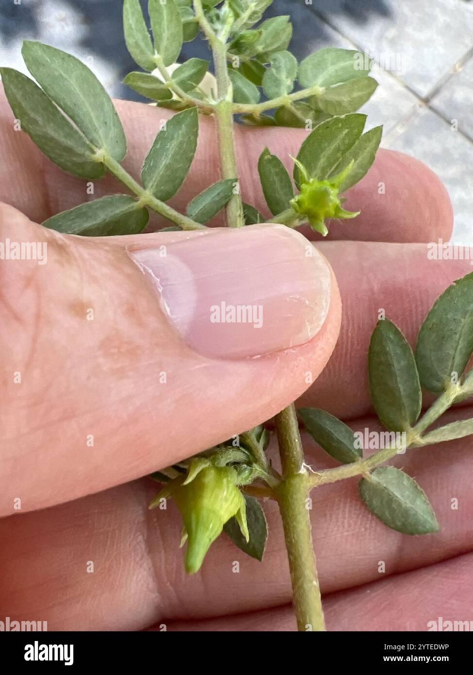 Big caltrop (Kallstroemia maxima Stock Photo - Alamy