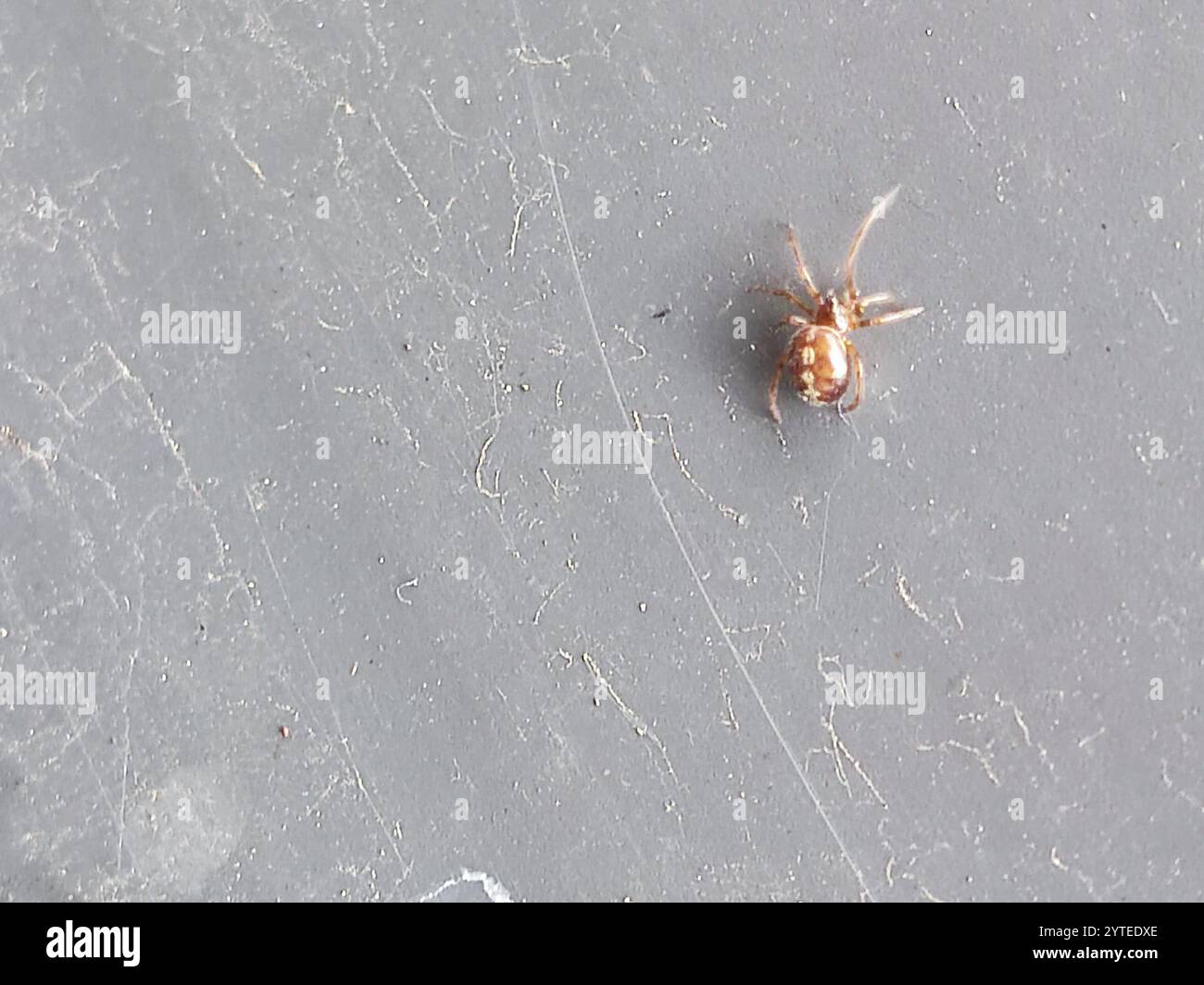 Rabbit hutch spider hi-res stock photography and images - Alamy