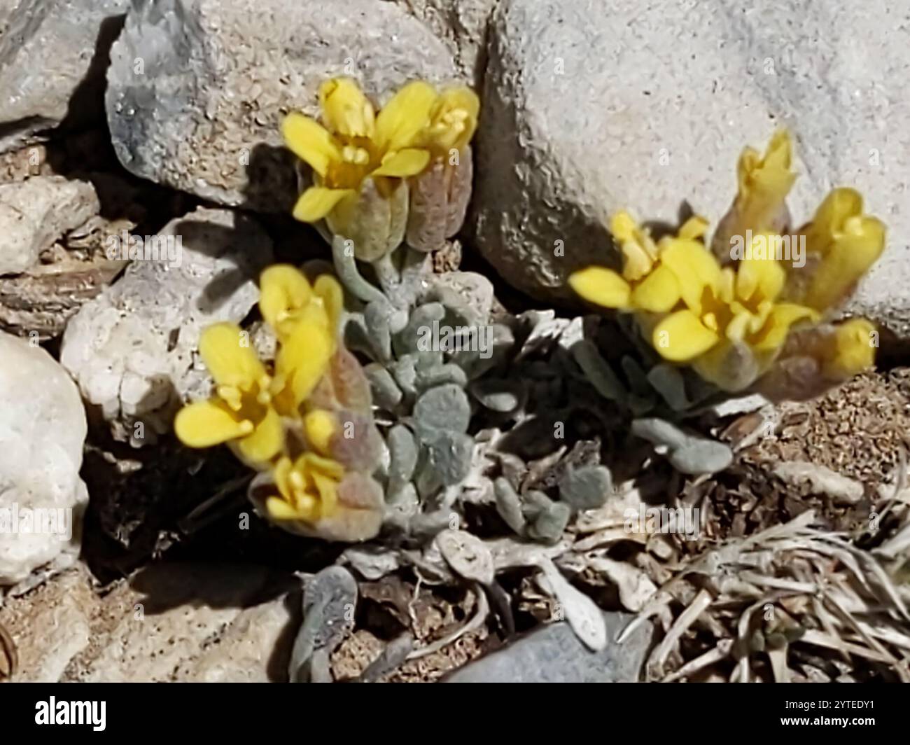 King Bladderpod (Physaria kingii Stock Photo - Alamy