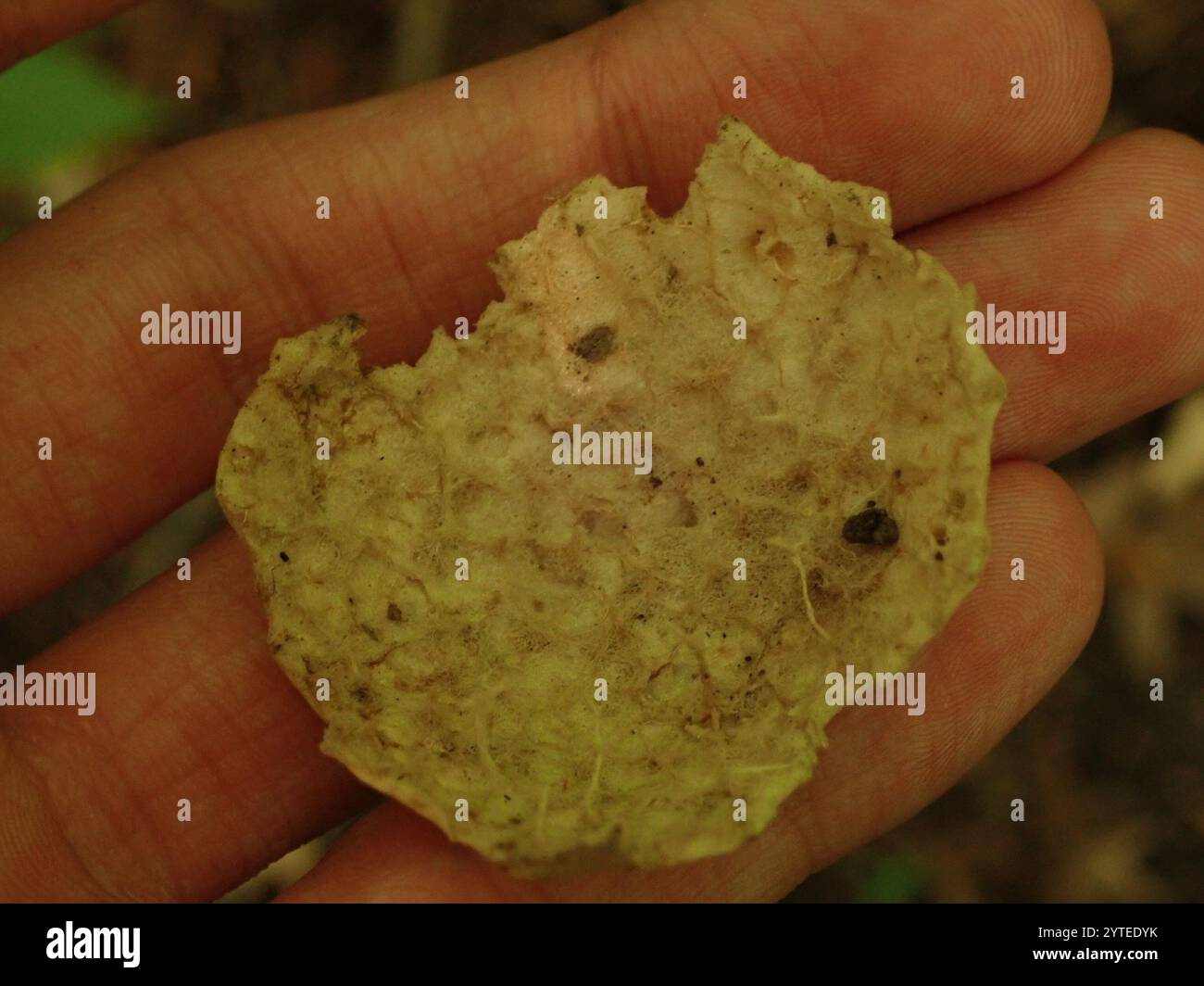 Spongy Oak Apple Gall Wasp (Amphibolips confluenta Stock Photo - Alamy