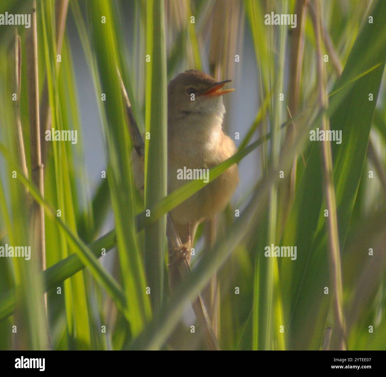 Common Reed Warbler (Acrocephalus scirpaceus Stock Photo - Alamy
