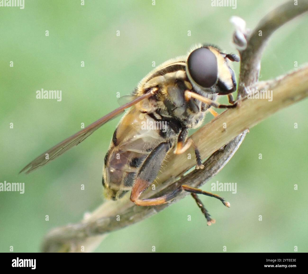 Sun Fly (Helophilus pendulus Stock Photo - Alamy