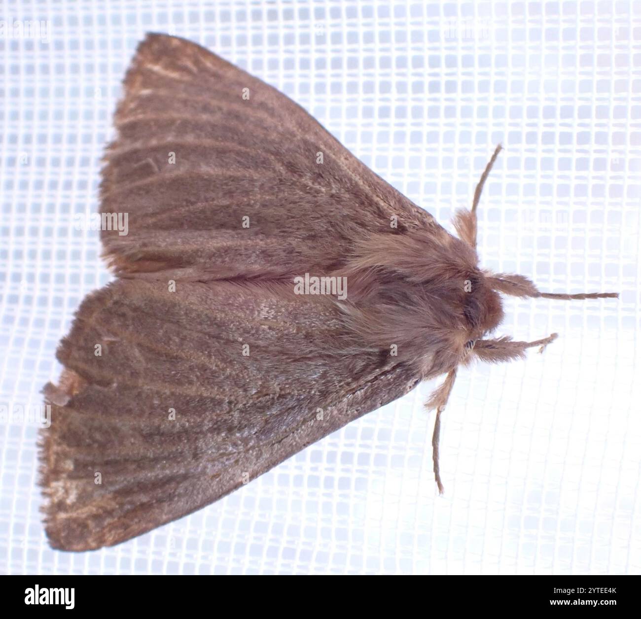 Clay Monkey (Phyllalia patens Stock Photo - Alamy